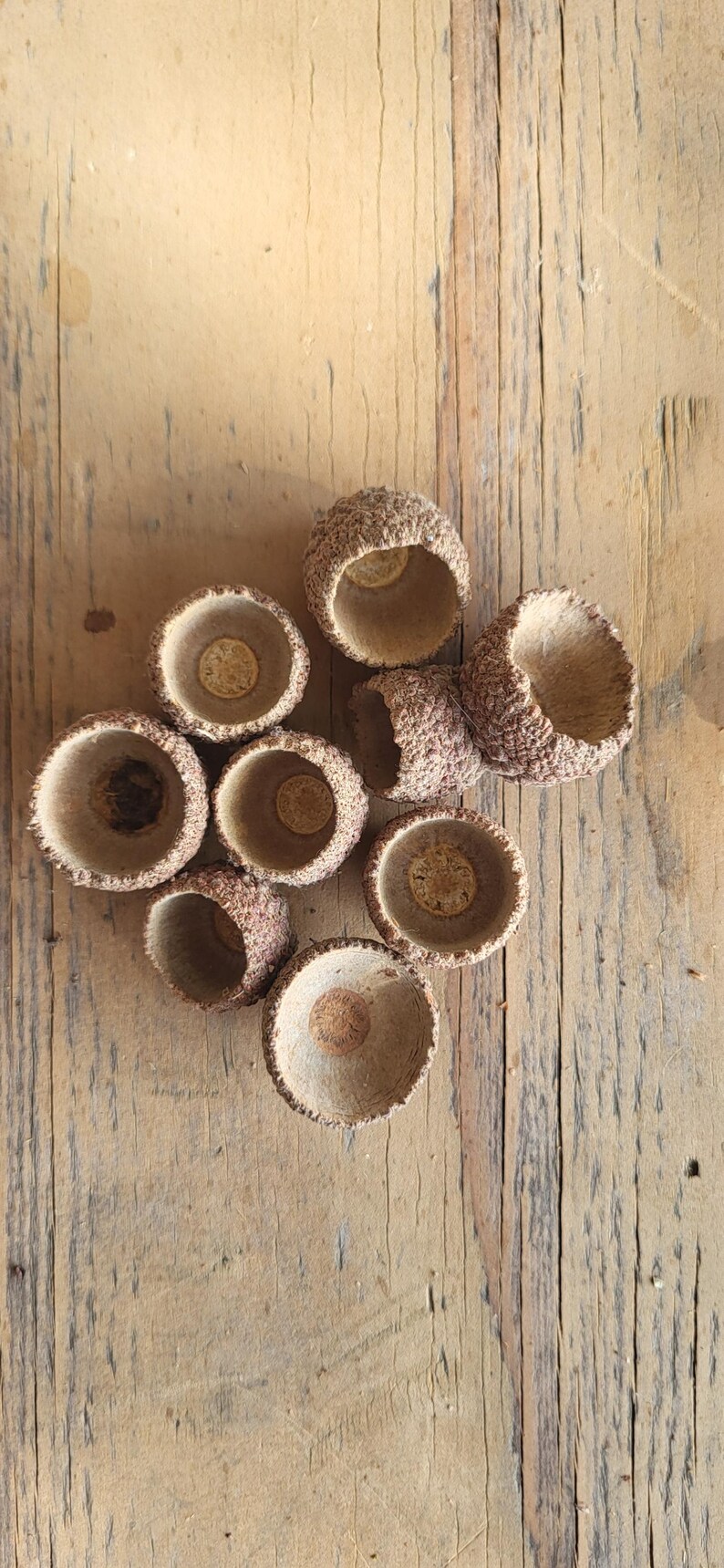 Acorn Caps for Crafting Seasonal Decor - Etsy