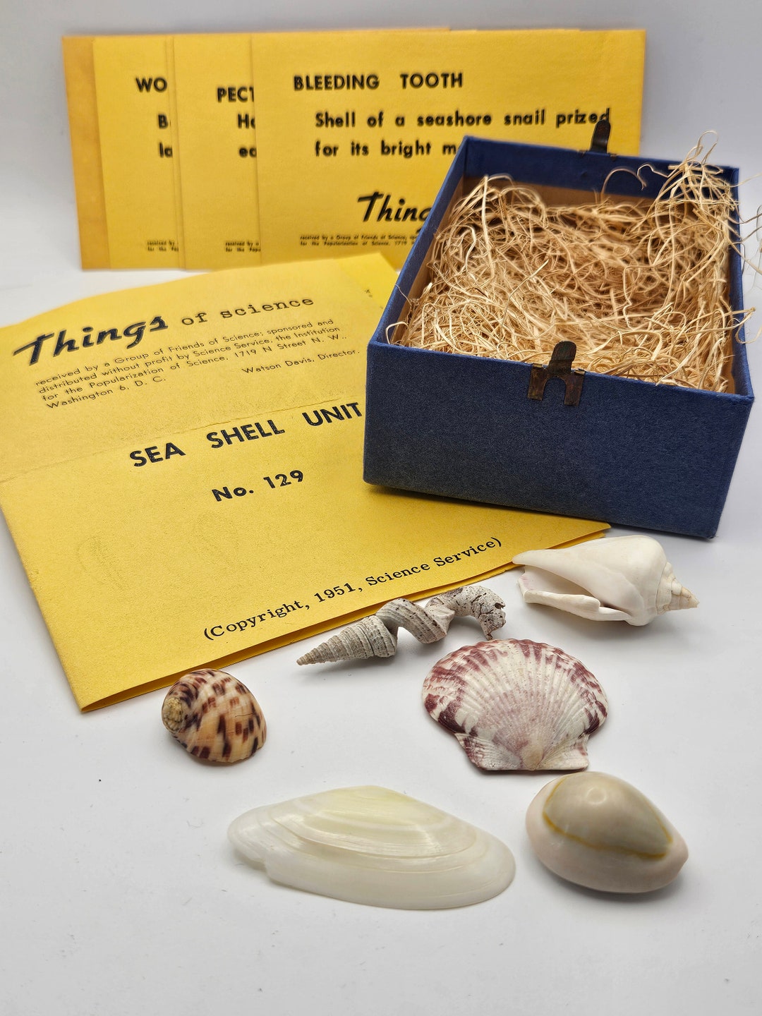 1951 Things of Science Shells Vintage Educational Kit #129 - Etsy