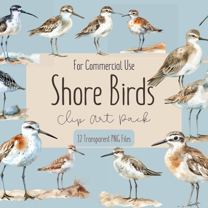 Shore Birds - Etsy