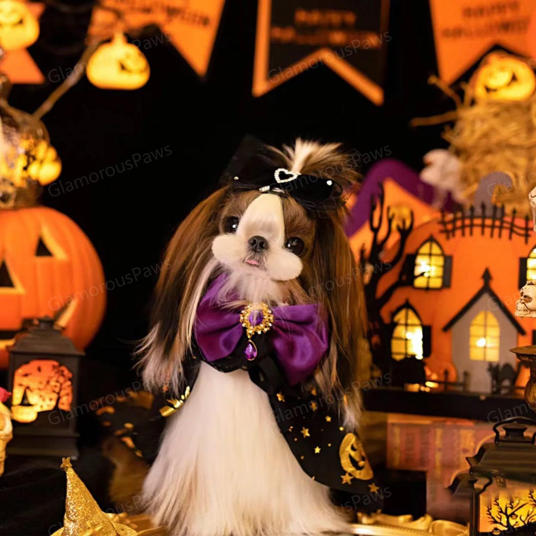 Halloween Witch Costume for Dogs and Cats, Orange Pumpkin Witch Cape ...