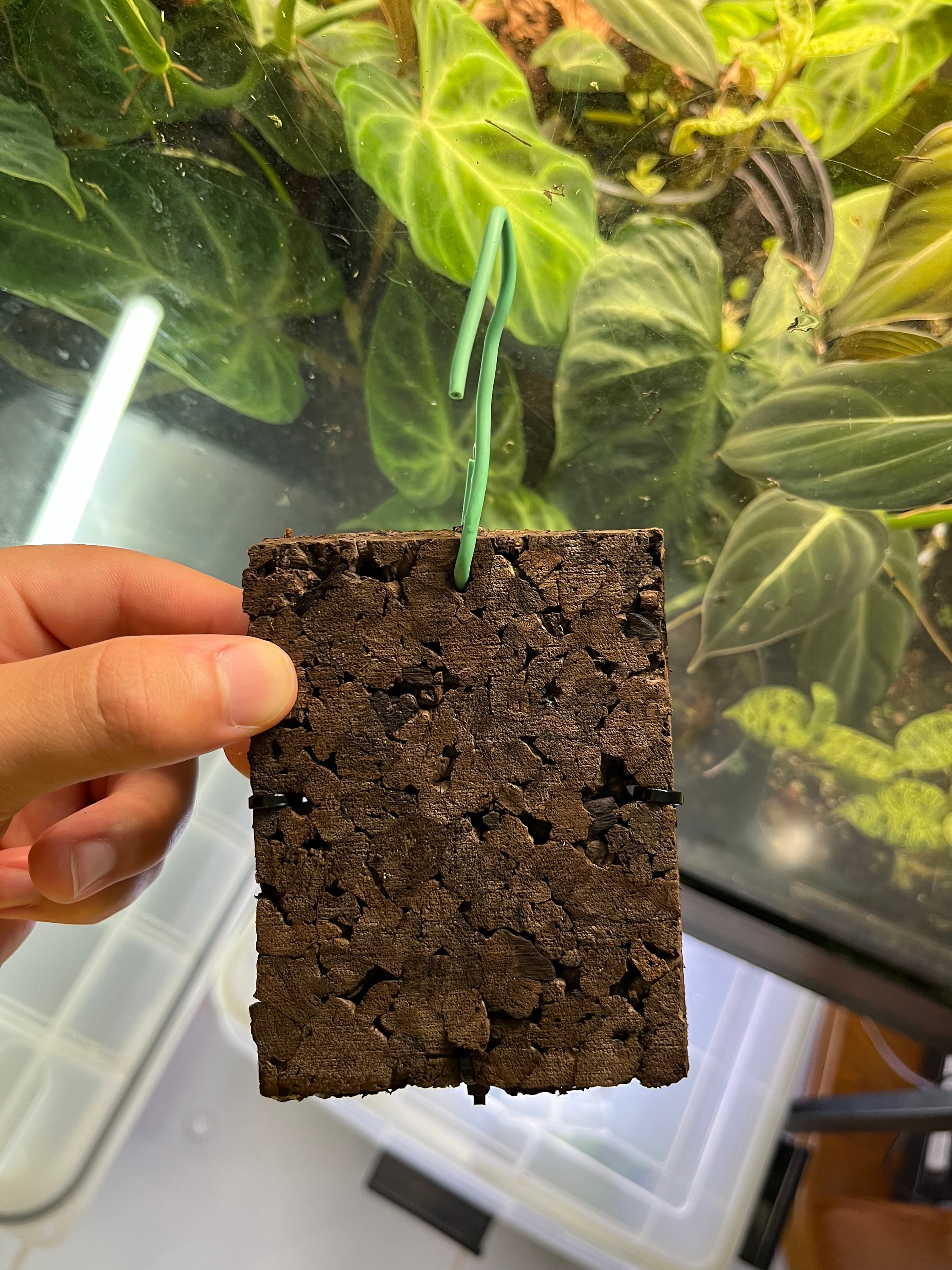 The Cork Mount - Hanging Plant Pot for Orchids, Epiphytes, Rare Plants ...