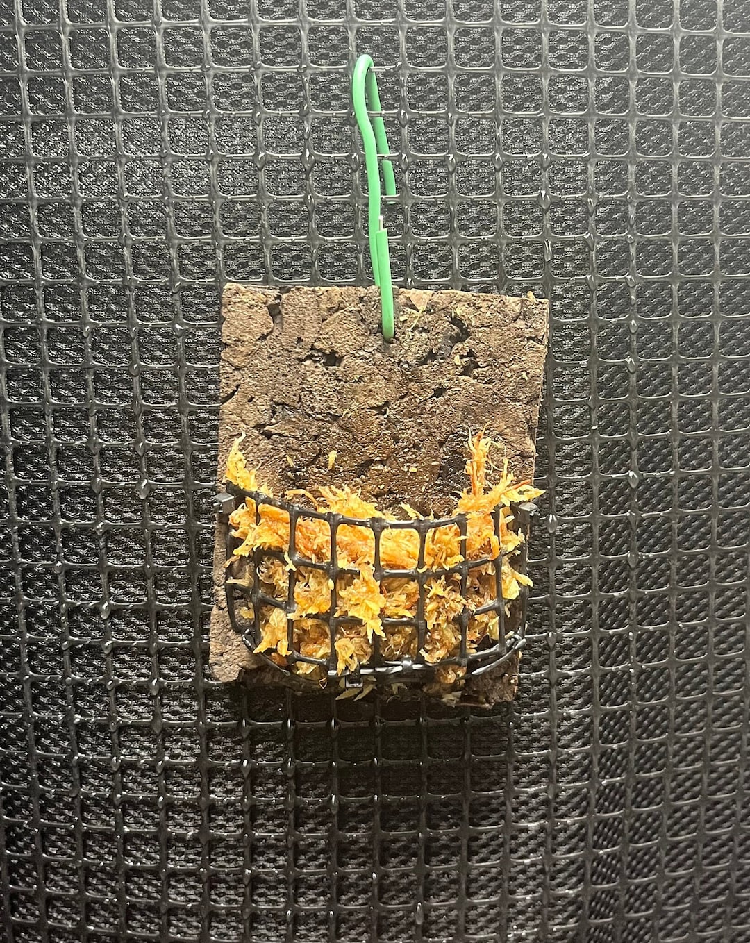 The Cork Mount - Hanging Plant Pot for Orchids, Epiphytes, Rare Plants ...