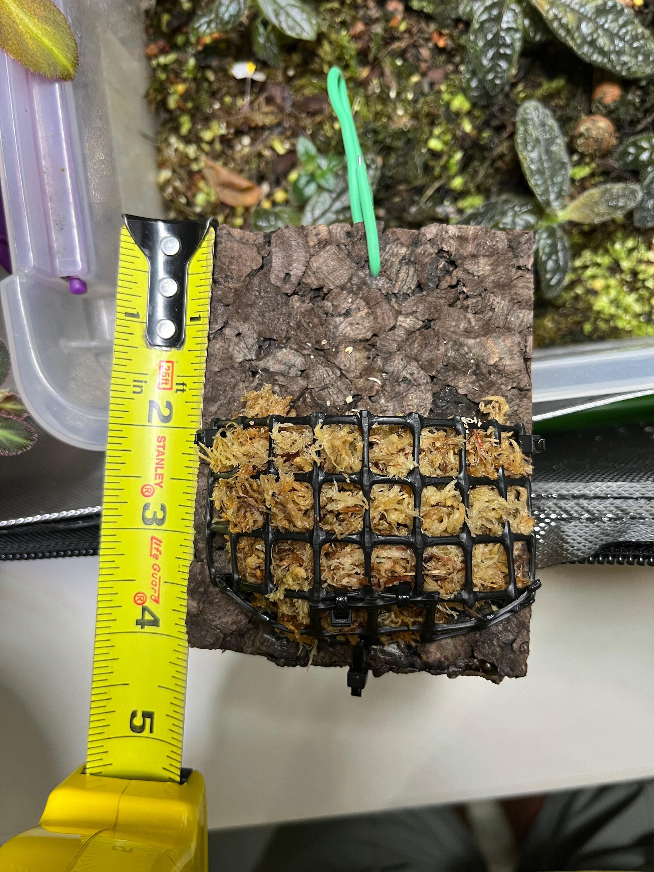The Cork Mount - Hanging Plant Pot for Orchids, Epiphytes, Rare Plants ...