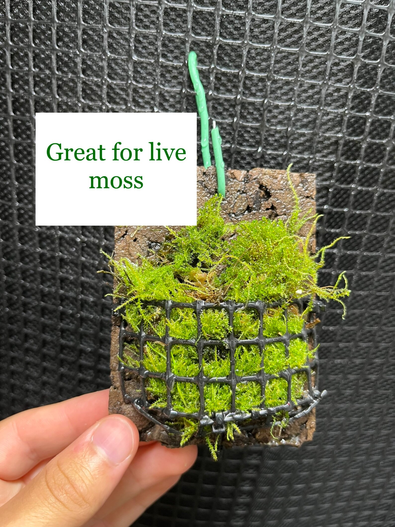 The Cork Mount - Hanging Plant Pot for Orchids, Epiphytes, Rare Plants ...