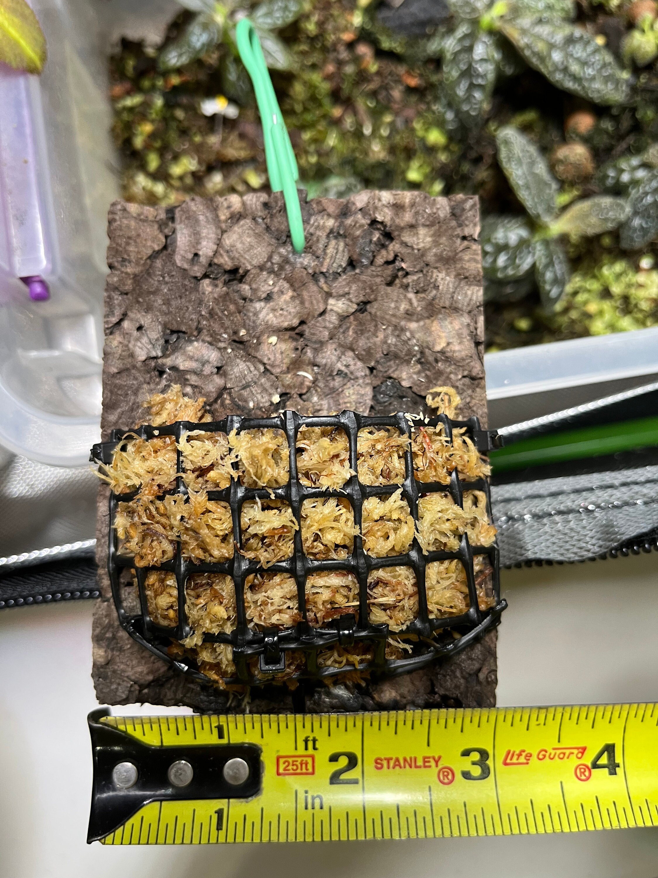 The Cork Mount - Hanging Plant Pot for Orchids, Epiphytes, Rare Plants ...
