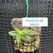 The Cork Mount - Hanging Plant Pot for Orchids, Epiphytes, Rare Plants ...