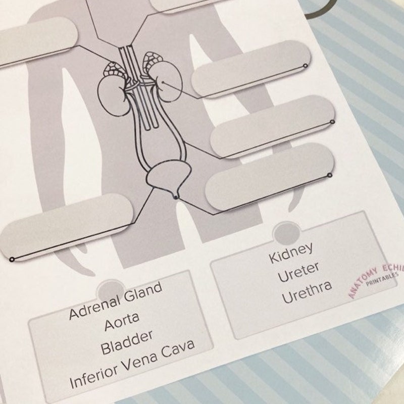 Kidney Diagram - Etsy