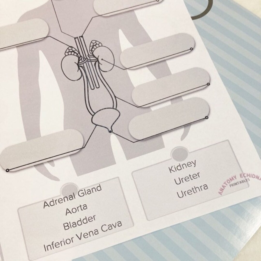 Diagram of the Excretory System Worksheet - Etsy