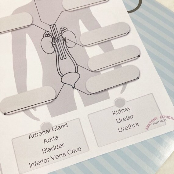 Diagram of the Excretory System Worksheet - Etsy