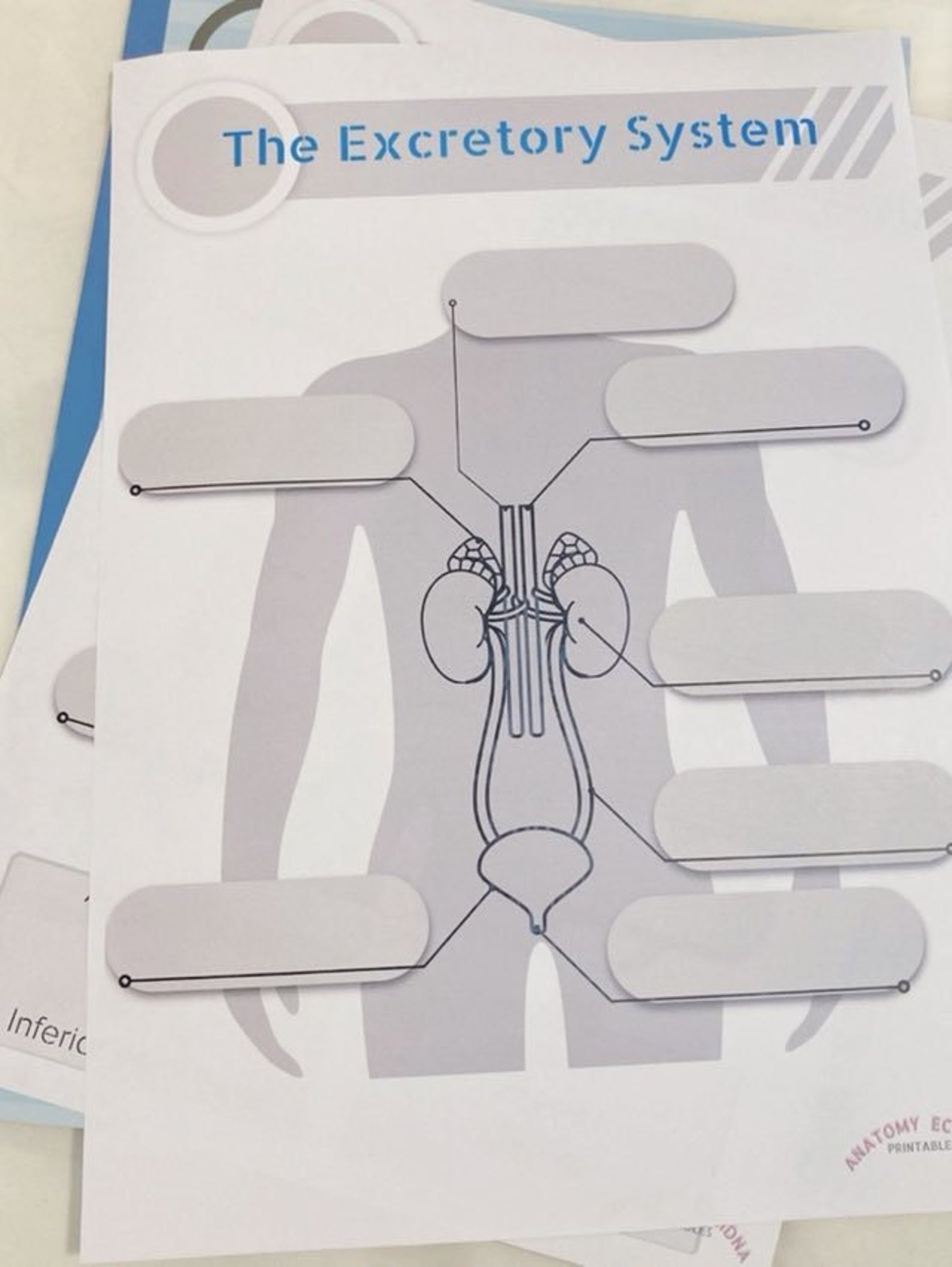Diagram of the Excretory System Worksheet - Etsy