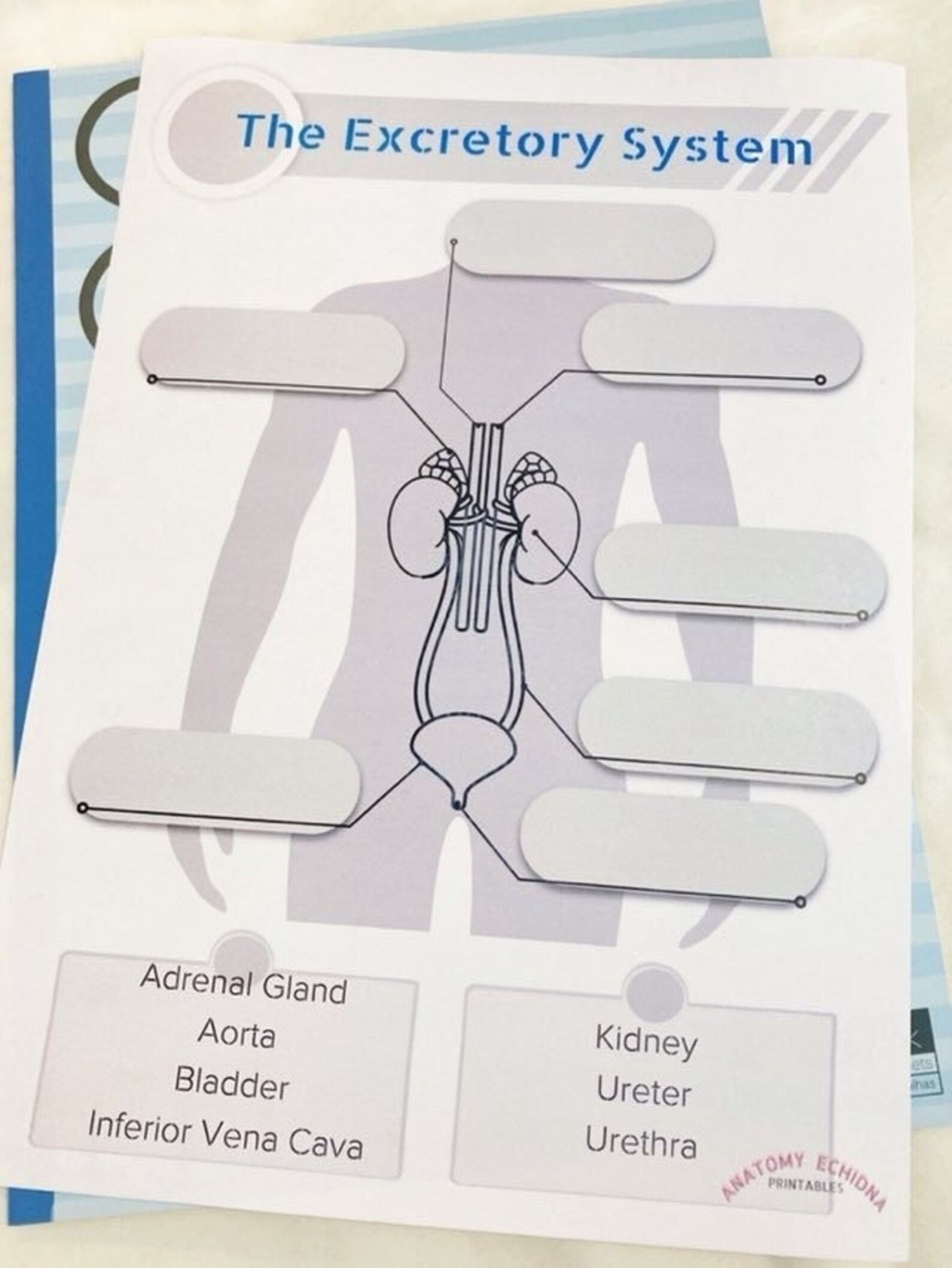Diagram of the Excretory System Worksheet - Etsy