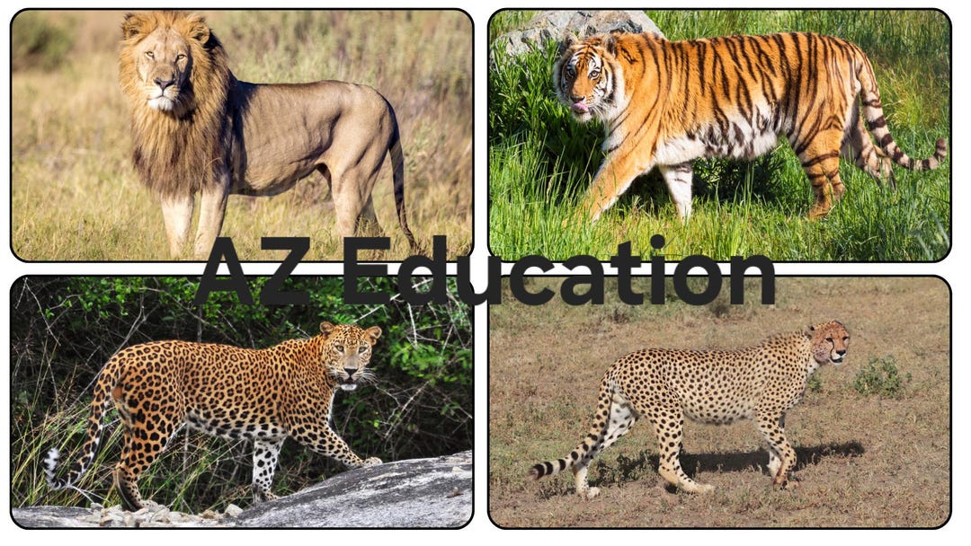 Printable Wild Animals Land Mammals Literacy Game, Language & Literacy ...