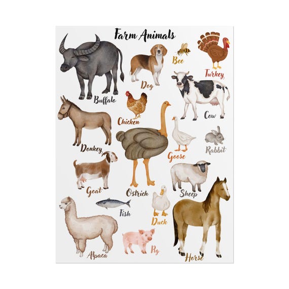 Farm Animals Educational Poster Chart For Kids Room