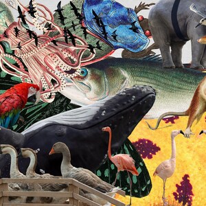 Animals Collage Creator, Over 750+ Elements High Resolution Artwork PNG ...