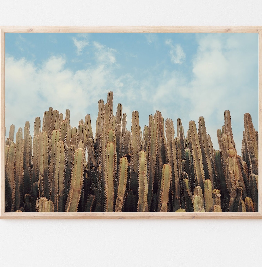 Austin Texas Print, Cacti Cactuses Cactus Print, Texas Photography ...