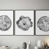 Set of 35 ,tree Ring Print Wall Art, Tree Stump, Black and White ...