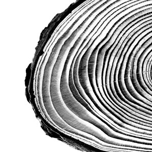 Minimalist Wall Art/tree Rings Print/wood Art Prints/tree Ring Art ...