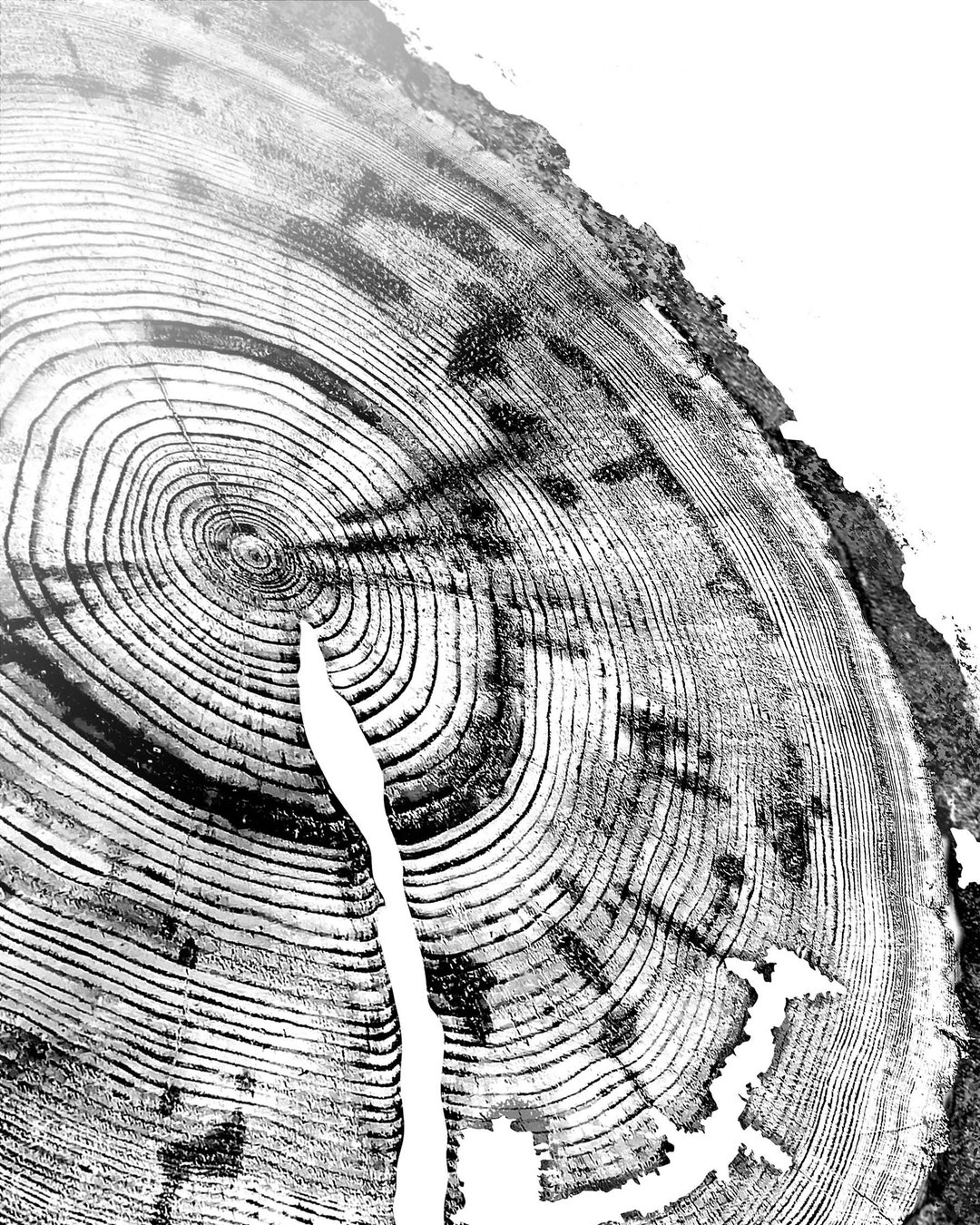 Tree Ring Woodcut Print: Black and White Stump Art (digital Download ...