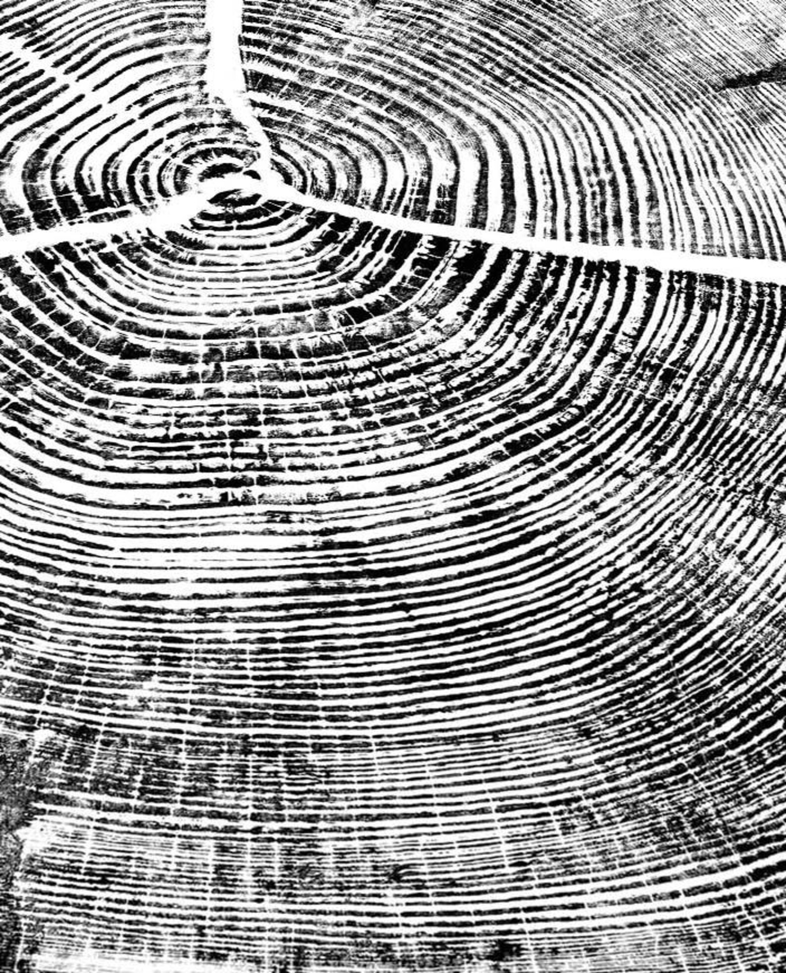 Tree Stump Print Set, Black and White Modern Wall Decor (digital ...