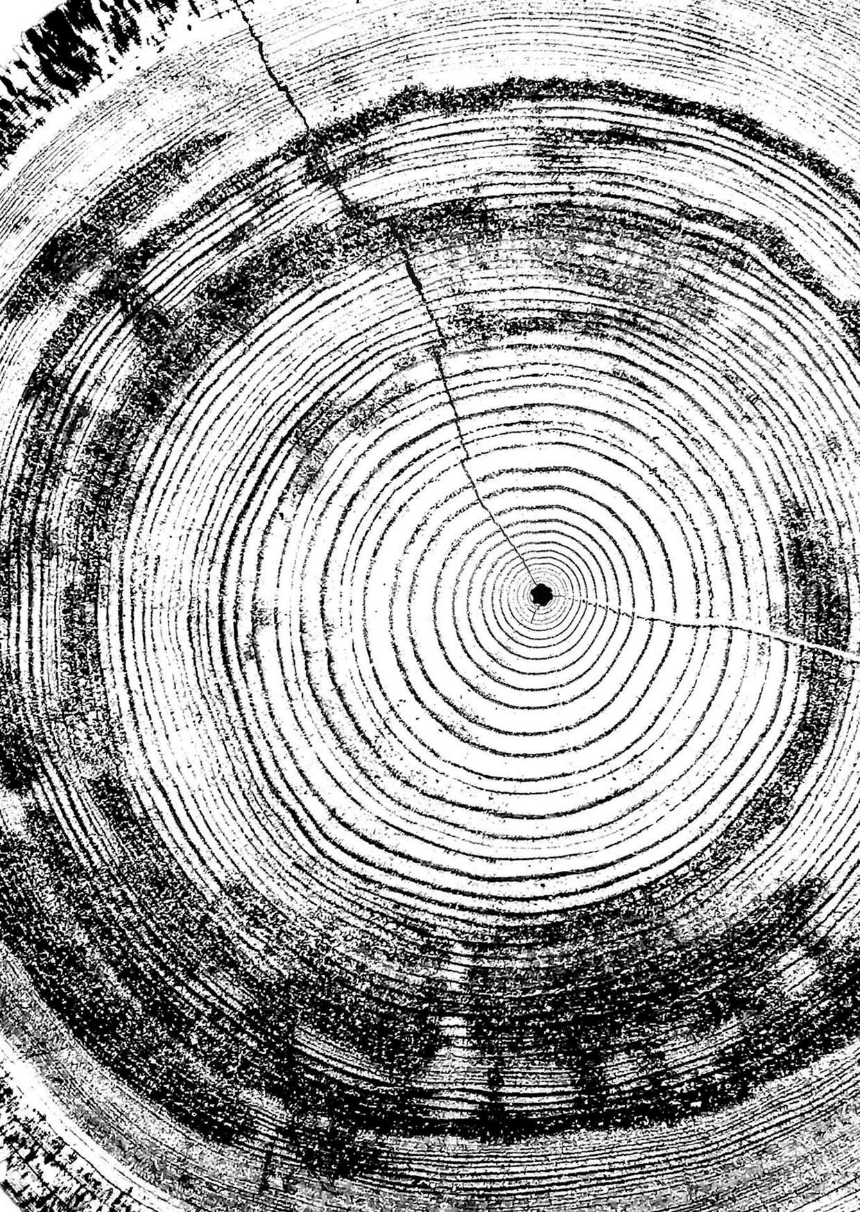 Annual Tree Rings in 3 Variations/photo of Growth Rings/tree - Etsy