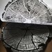 Tree Ring Ink Blot Print: Black and White Wood Grain (digital Download ...