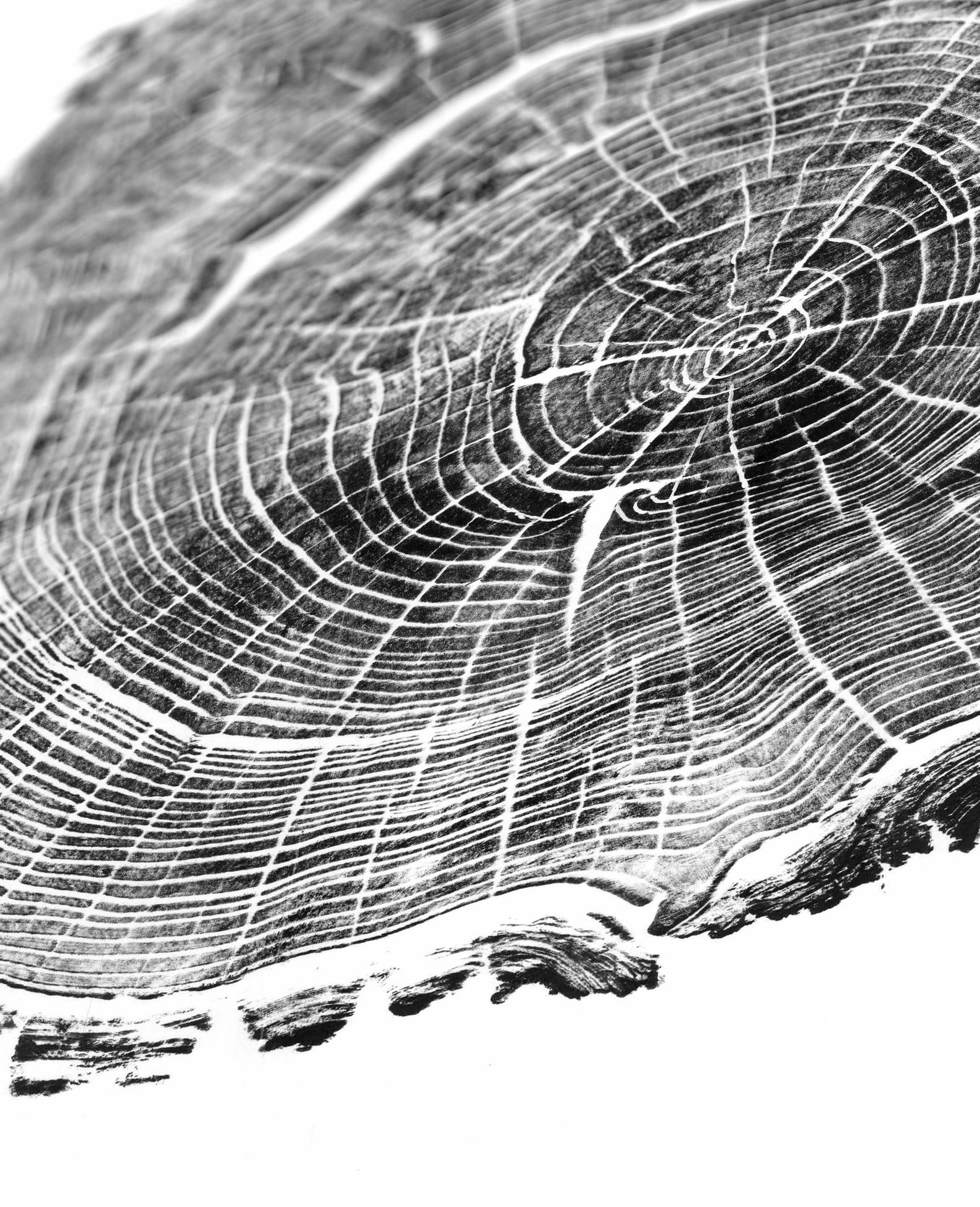 Tree Stump Print Set, Black and White Modern Wall Decor (digital ...
