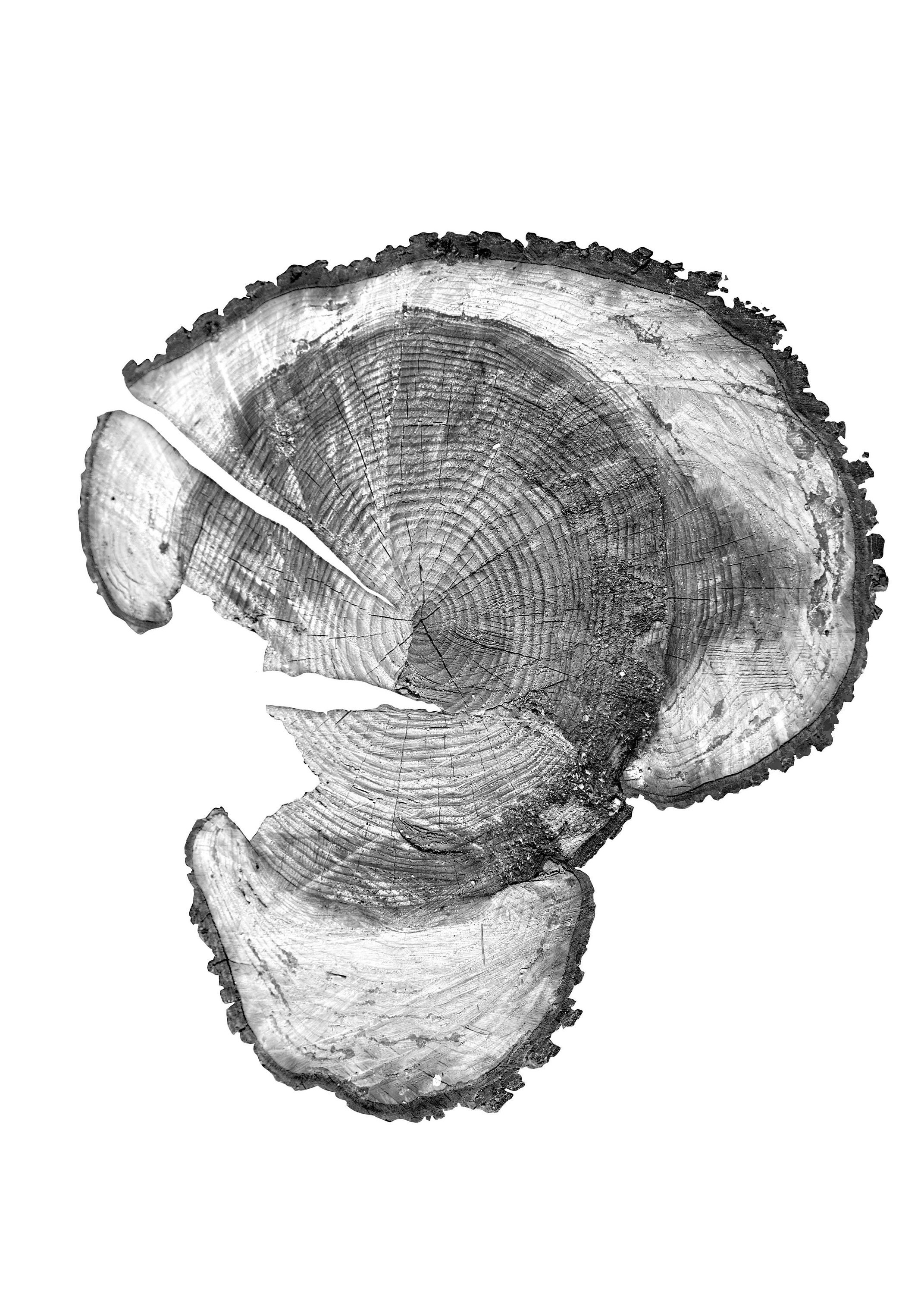 Tree Ring Print of Stump, Woodcut Print, Tree Ring Print, Handmade ...