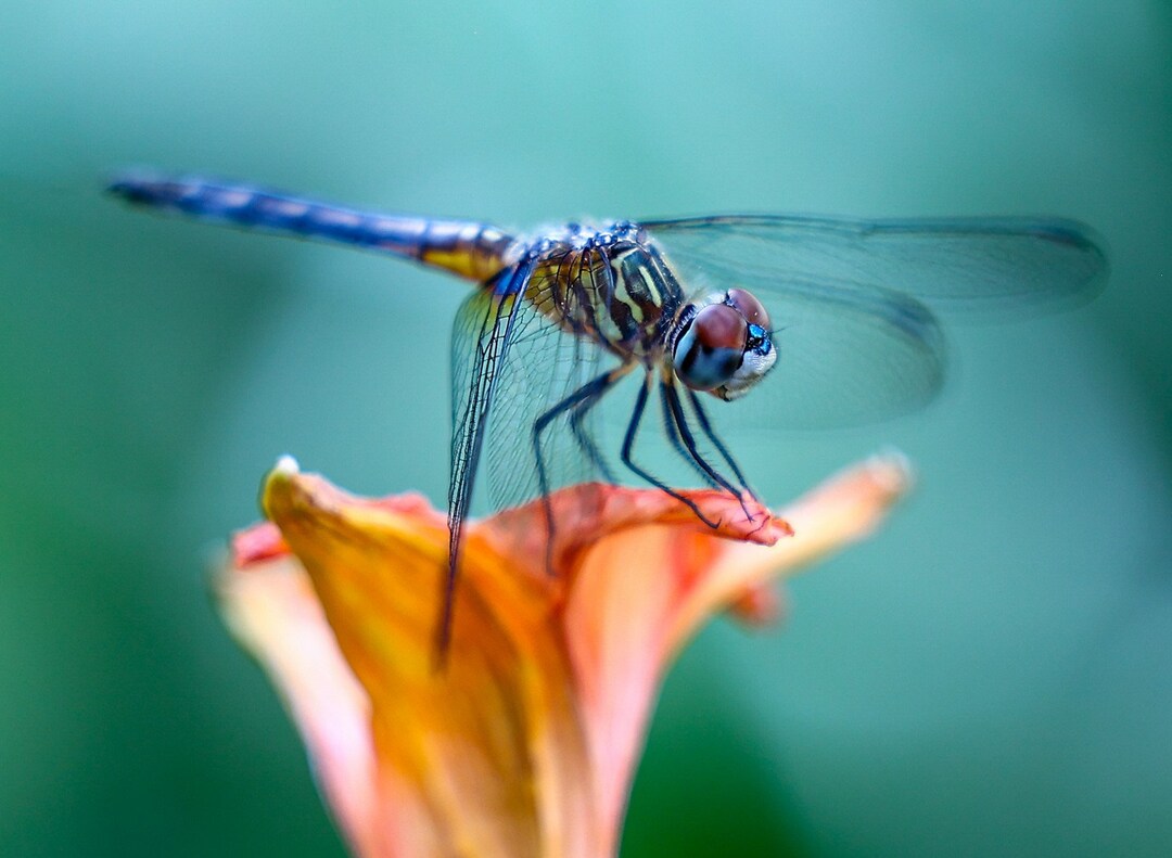 Dragon Fly | Upclose Photo | Detailed Dragon Fly Photo | Color Photo ...