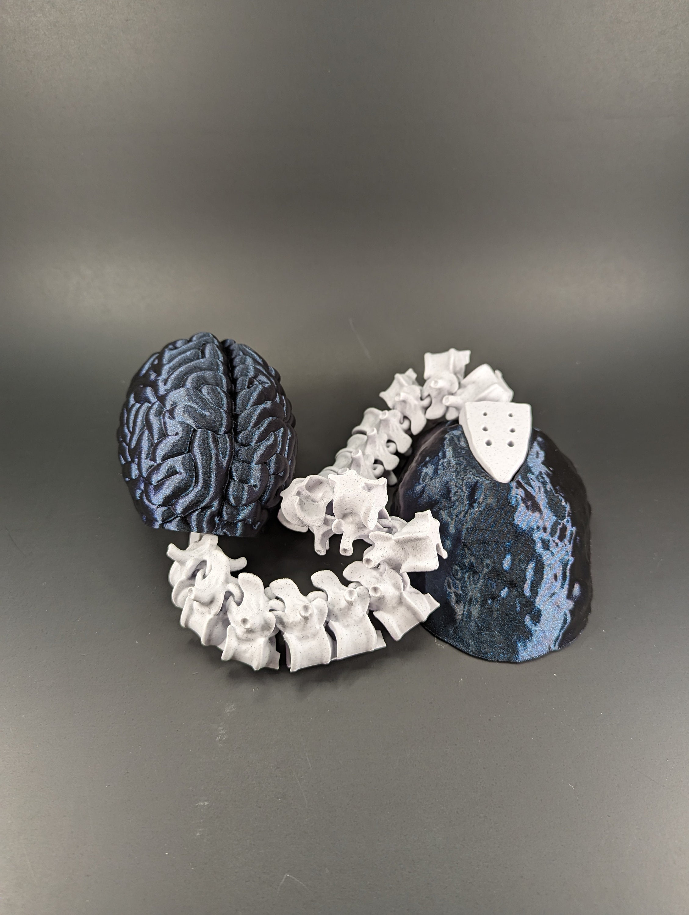 Articulated Spine Brain Movable Model - Etsy