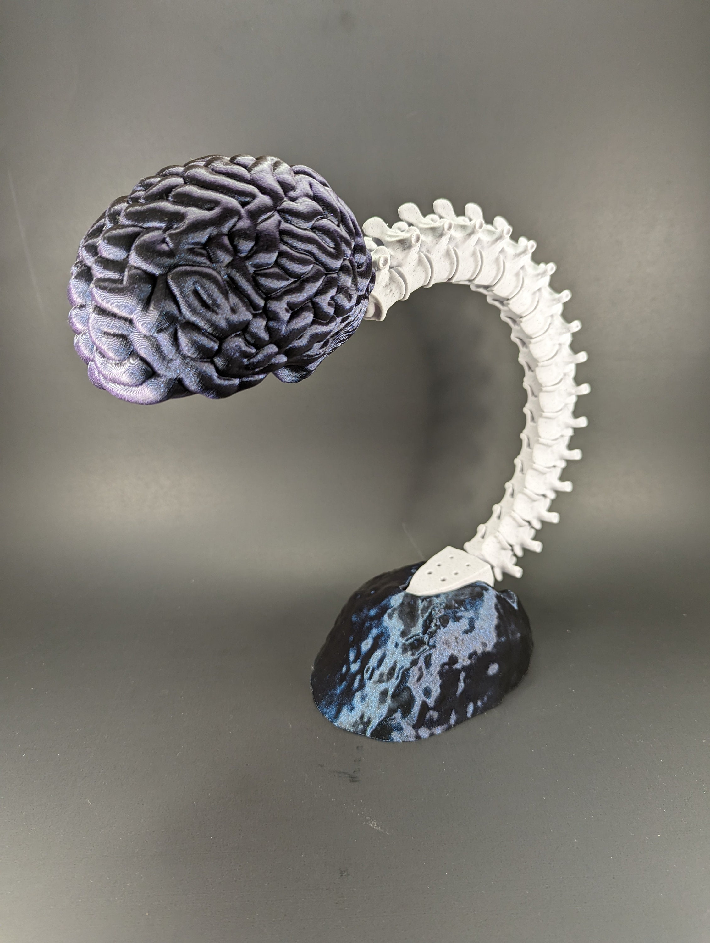 Articulated Spine Brain Movable Model - Etsy
