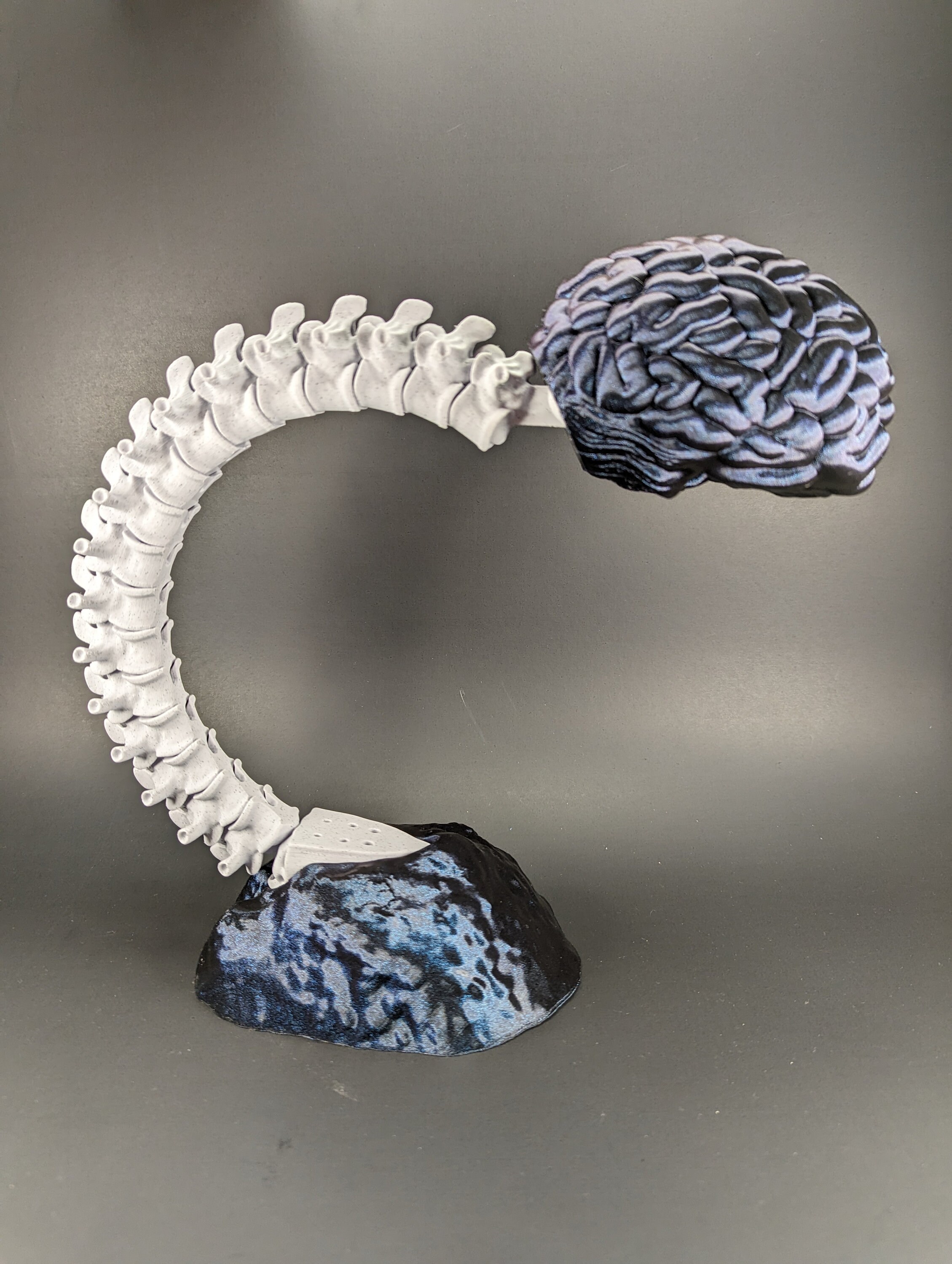 Articulated Spine Brain Movable Model - Etsy