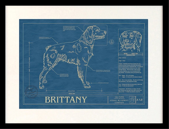 BRITTANY Blueprint Dog Art Mid-century Art Dog Lover Gift - Etsy