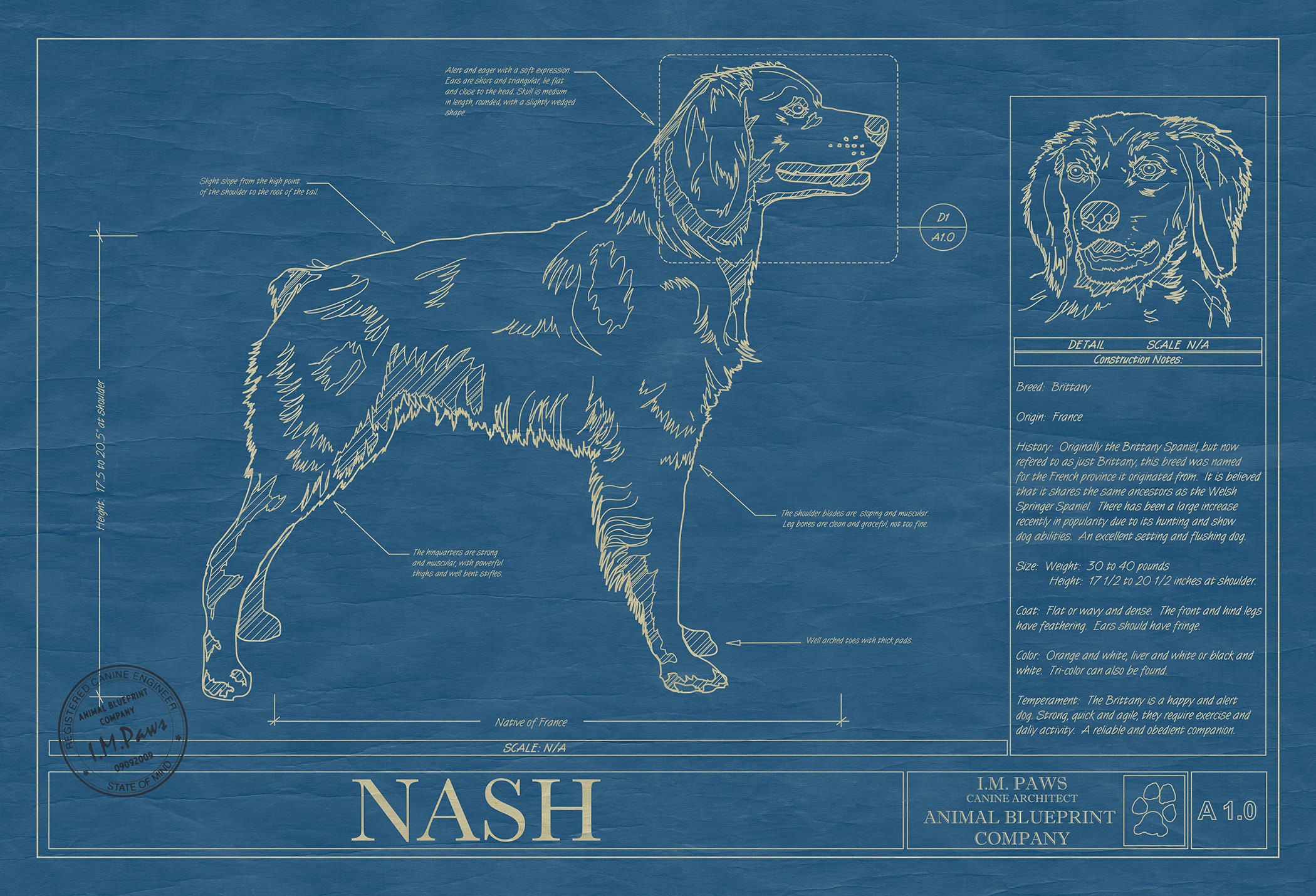 BRITTANY Blueprint, Dog Art, Mid-century Art, Dog Lover Gift, Museum ...