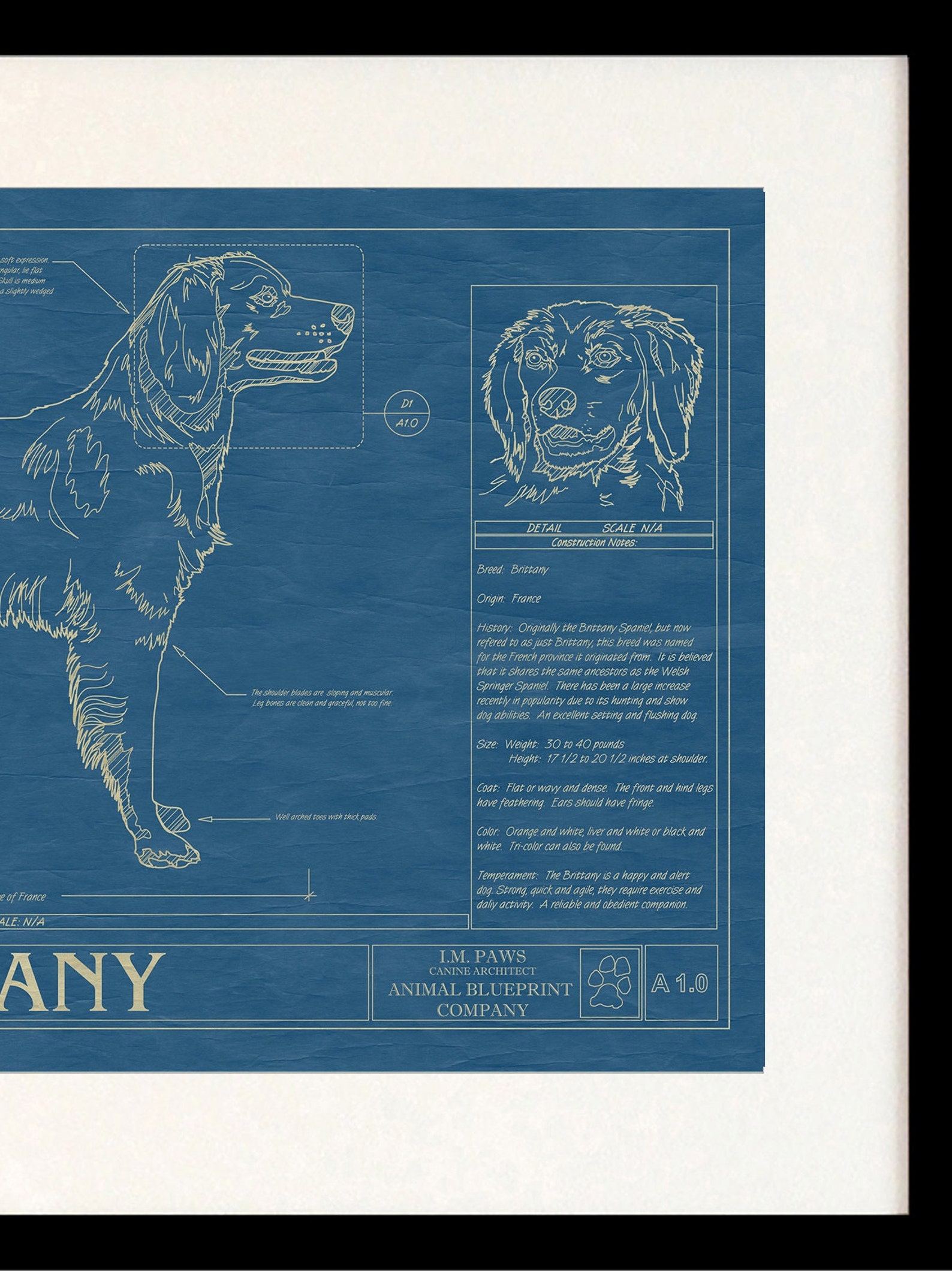BRITTANY Blueprint, Dog Art, Mid-century Art, Dog Lover Gift, Museum ...