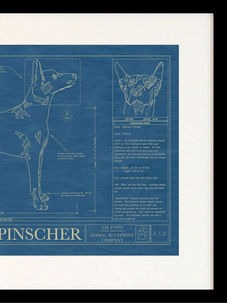 DOBERMAN PINSCHER Blueprint, Dog Art, Mid-century Art, Dog Lover Gift ...