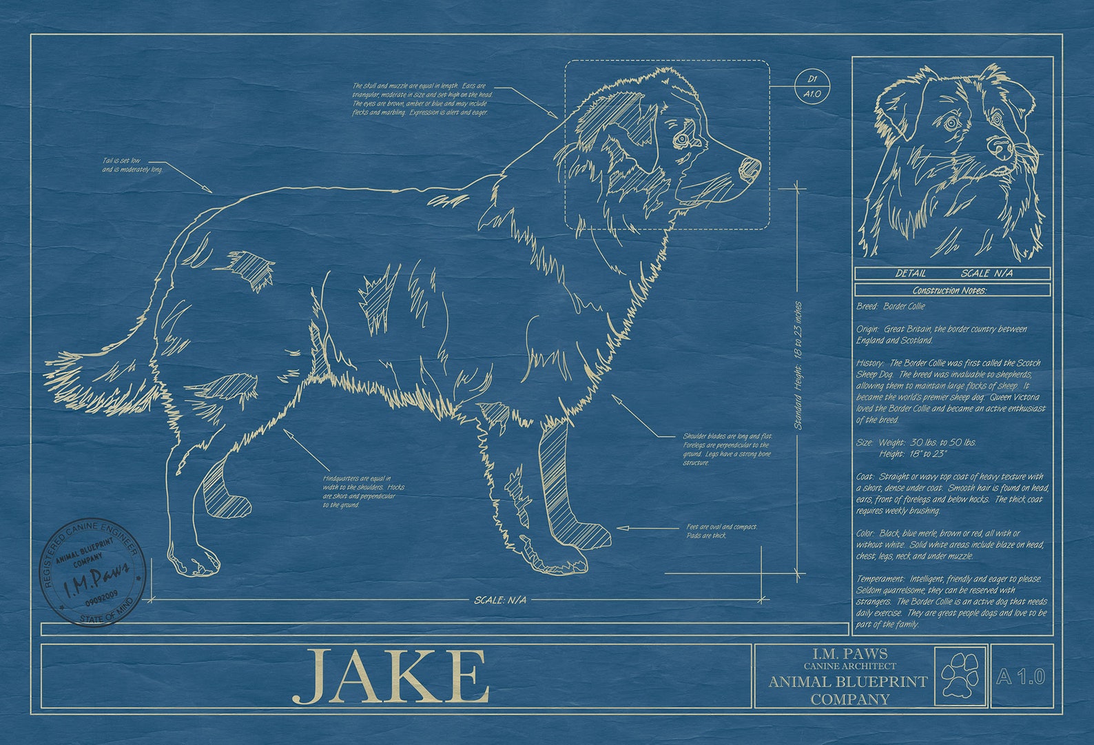 BORDER COLLIE Blueprint, Dog Art, Mid-century Art, Dog Lover Gift ...