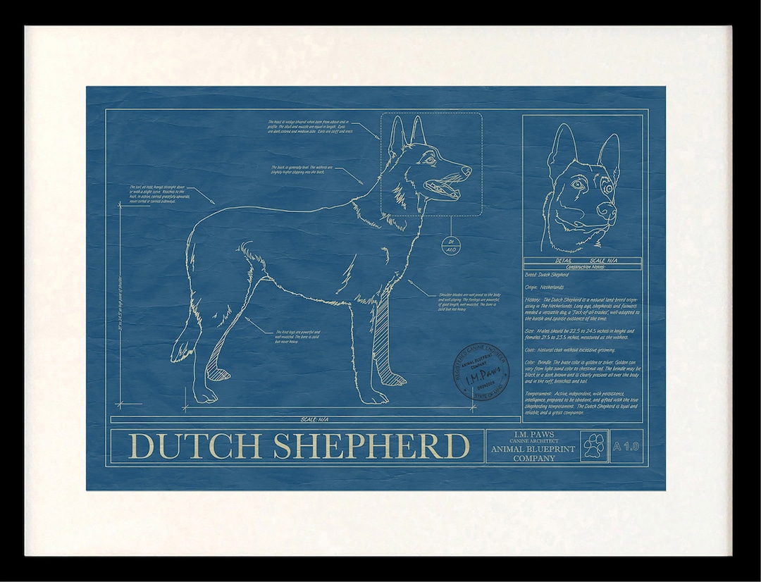 DUTCH SHEPHERD Blueprint, Dog Art, Mid-century Art, Dog Lover Gift ...