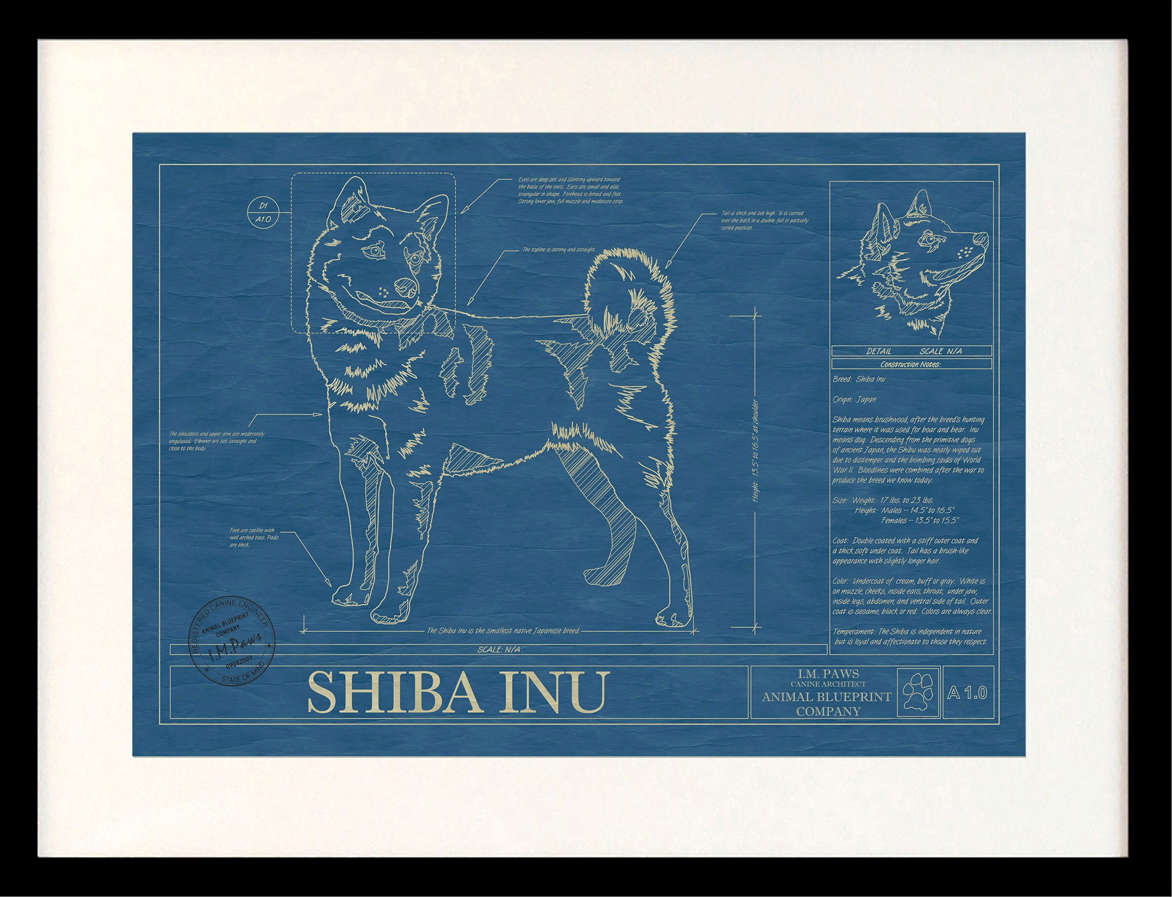 What Does Buff Mean For Dogs