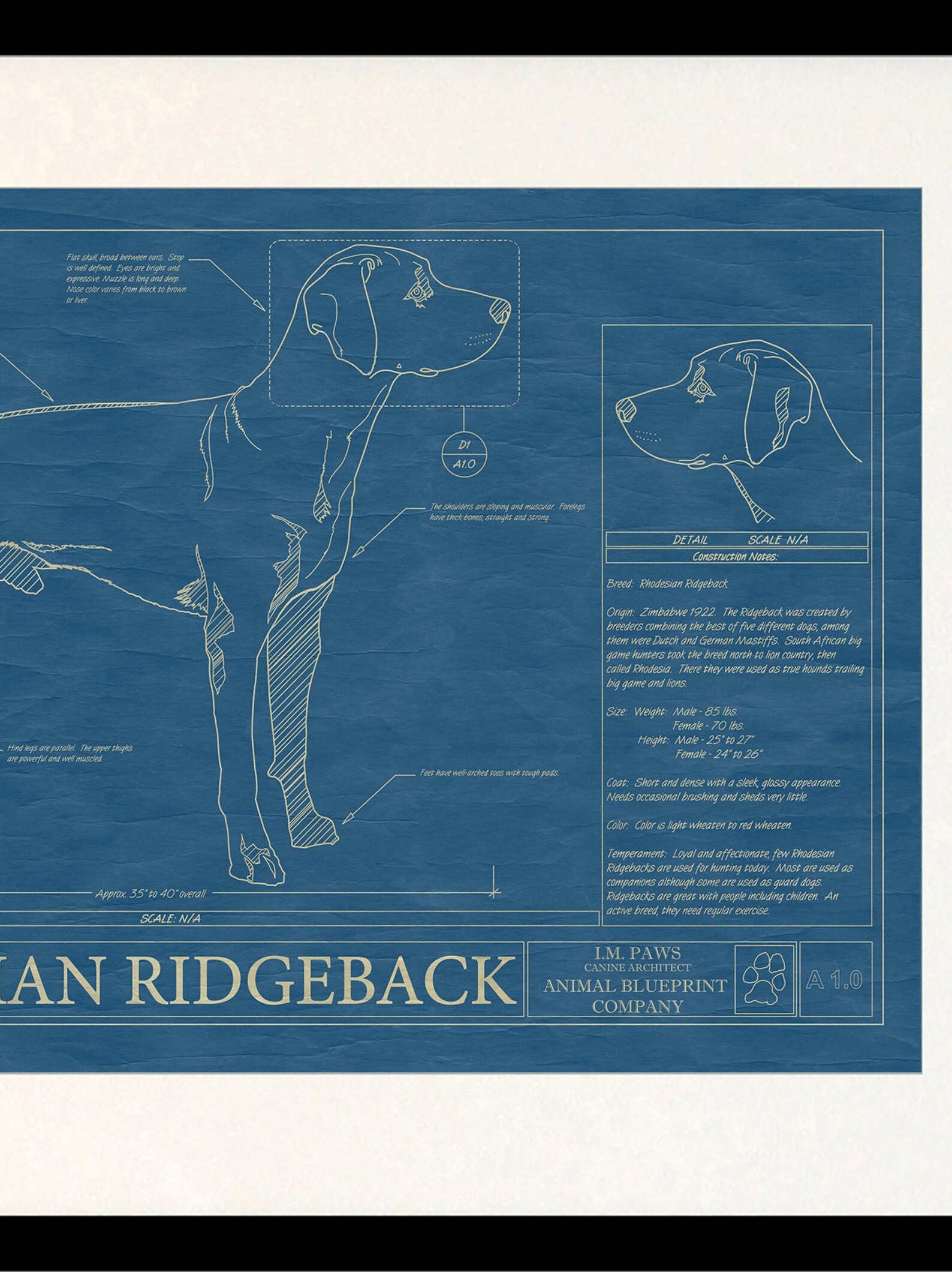 RHODESIAN RIDGEBACK Blueprint, Dog Art, Mid-century Art, Dog Lover Gift ...