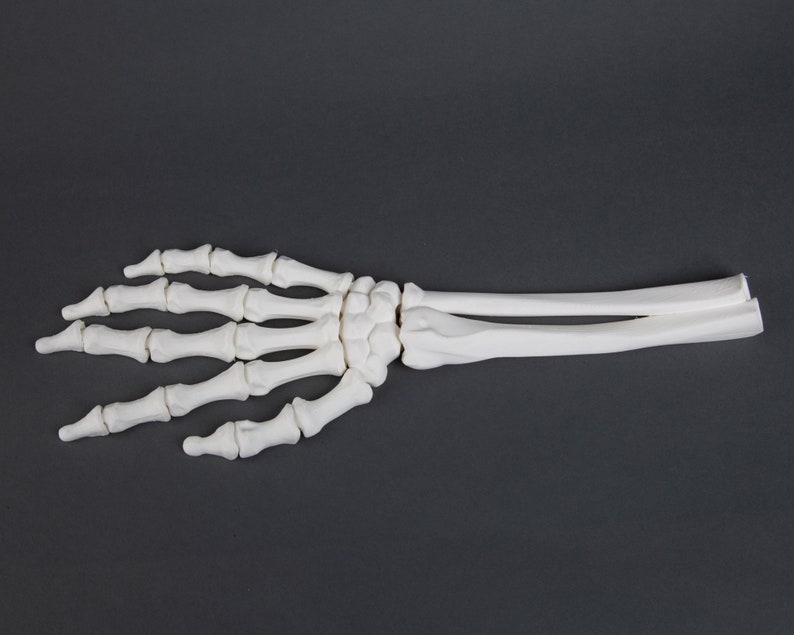 Flexi Factory Skeleton Arm 3D Printed Full Size Arm - Etsy