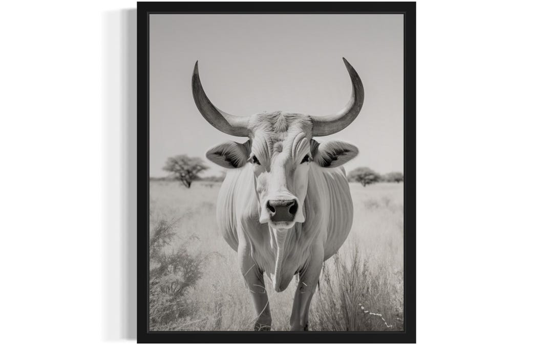 Zebu Black and White Animal Art Print, Wall Art Poster, Original Paint ...