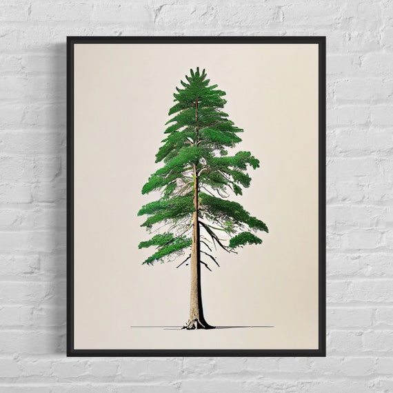 Hemlock Tree Drawing
