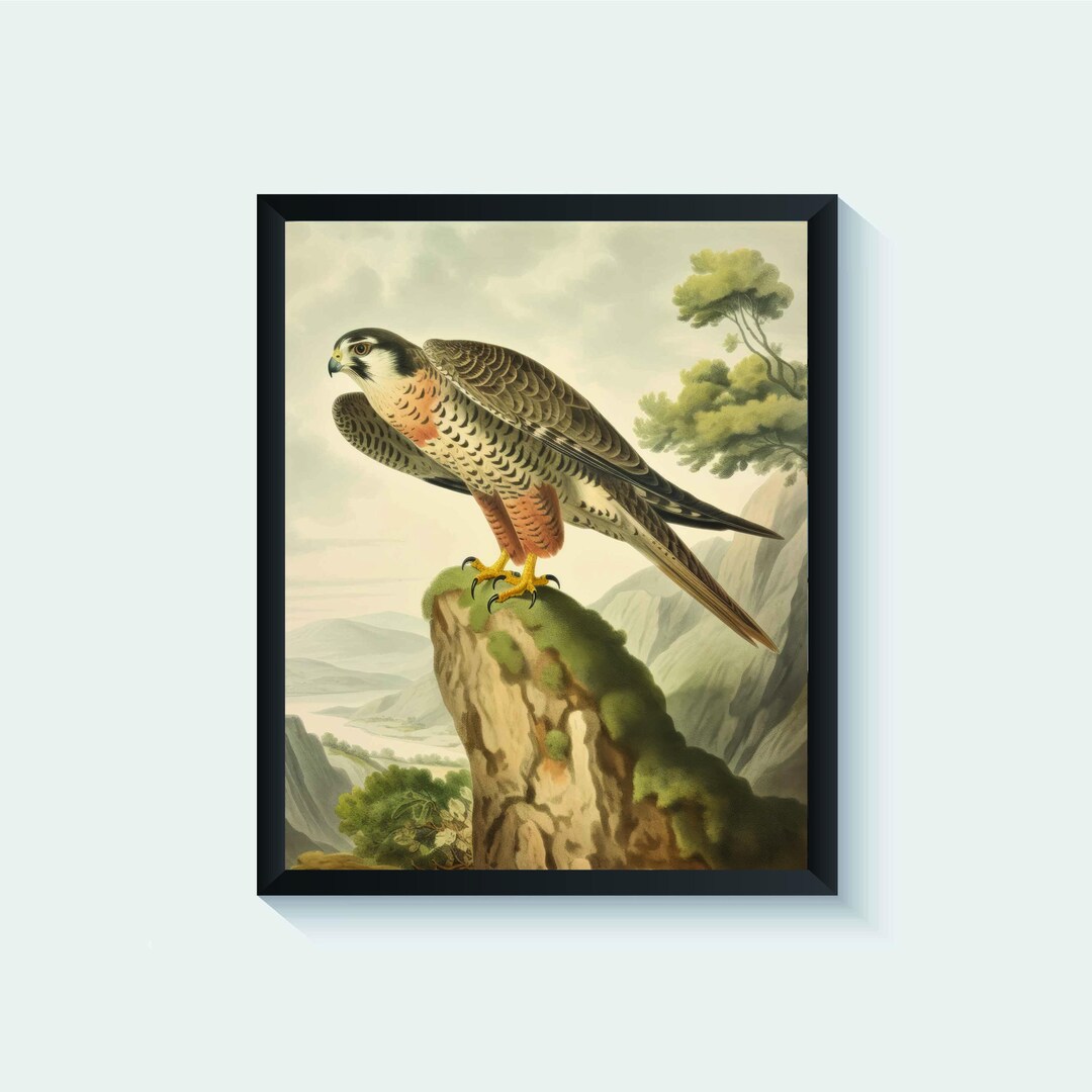 Falcon Bird Vintage Art Print, Wall Art Poster, Original Paint Artwork ...