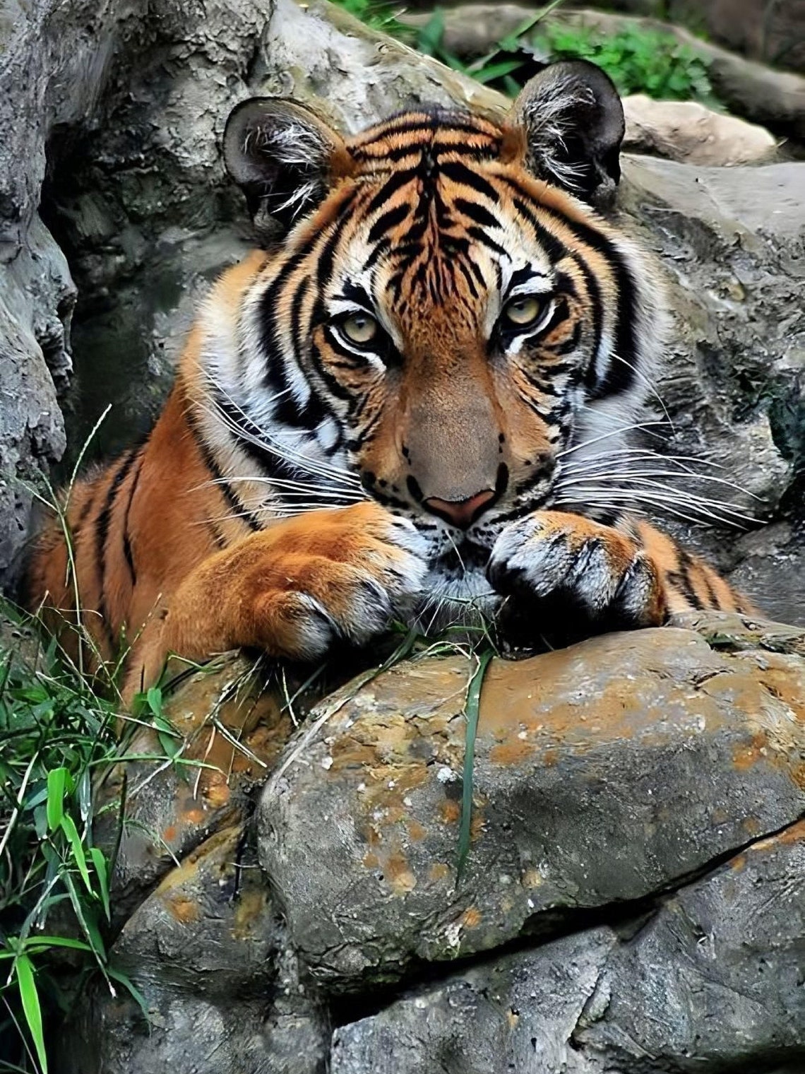 Shy Tiger Digital Download - Etsy