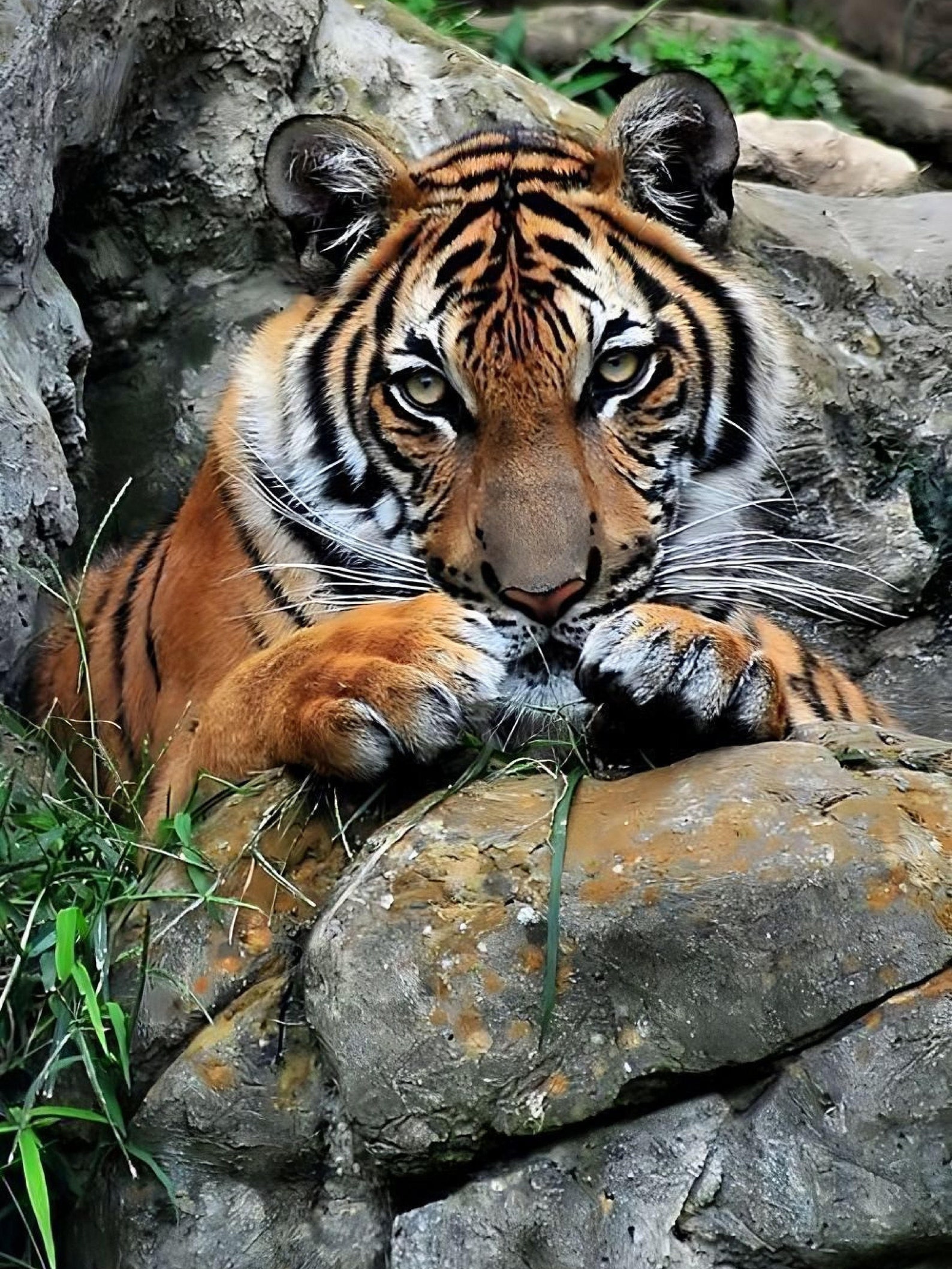 Shy Tiger Digital Download - Etsy