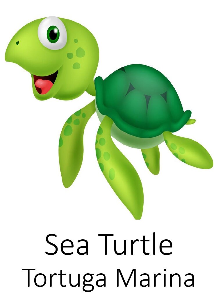 Ocean Animals and Beach Spanish Flashcards PDF ONLY 25 CARDS - Etsy