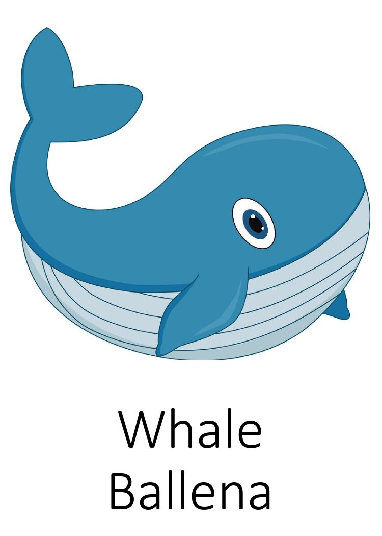 Ocean Animals and Beach Spanish Flashcards PDF ONLY 25 CARDS - Etsy