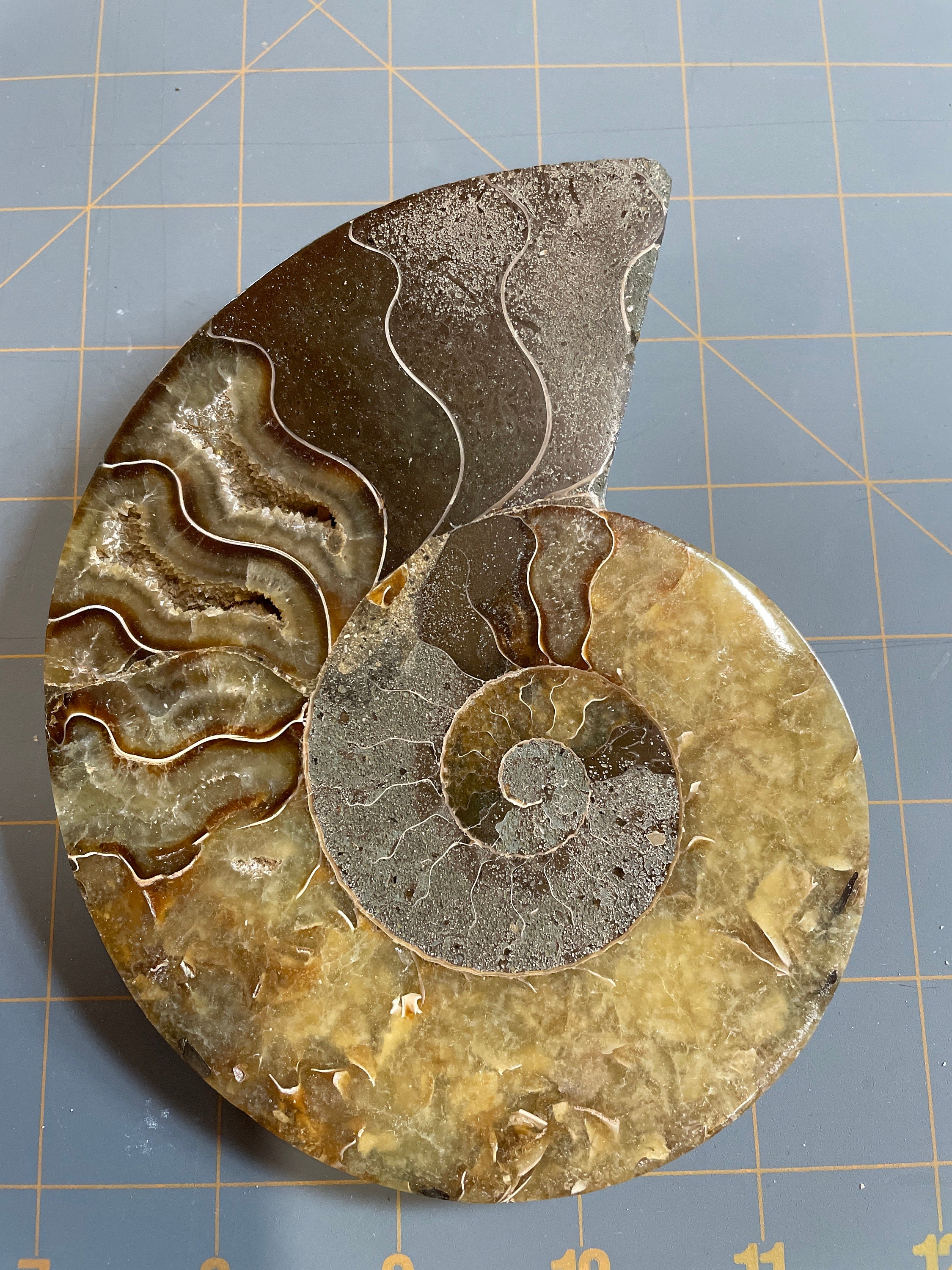 Pair of Cut and Polished Ammonite Halves 6”x4” AM01 - Etsy