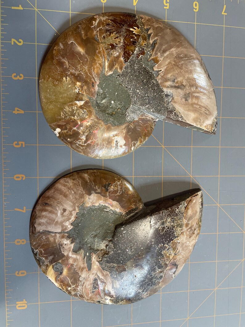 Pair of Cut and Polished Ammonite Halves 6”x4” AM01 - Etsy