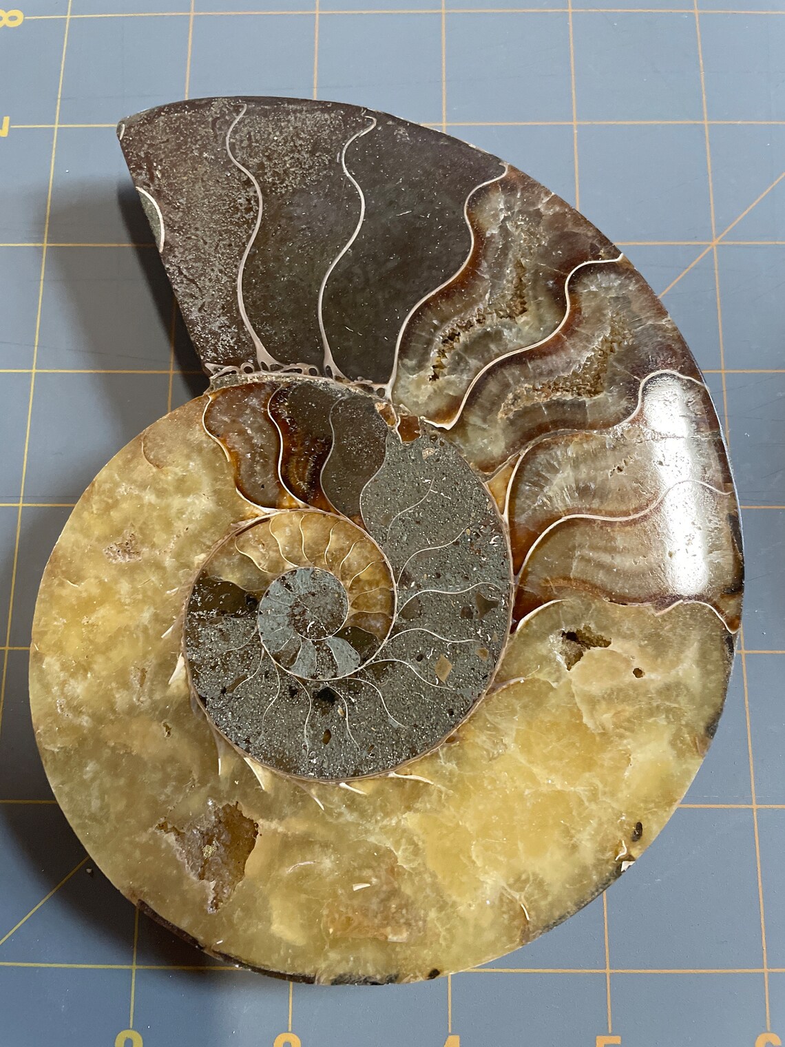 Pair of Cut and Polished Ammonite Halves 6”x4” AM01 - Etsy